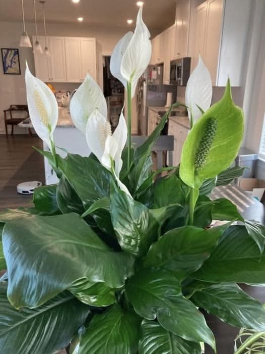 How To Get Your Peace Lily To Flower More Expert Tips for a Healthier ...